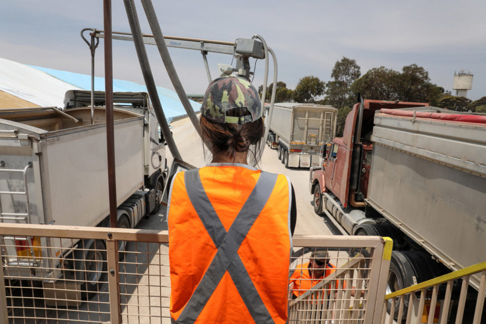 This Harvest - Grains | GrainCorp